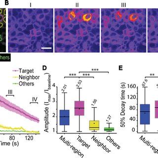 Propagation of Ca² signal within the epithelial monolayer A