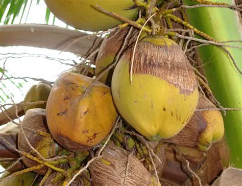 17 Palm Tree Insects And Diseases And How To Treat Them