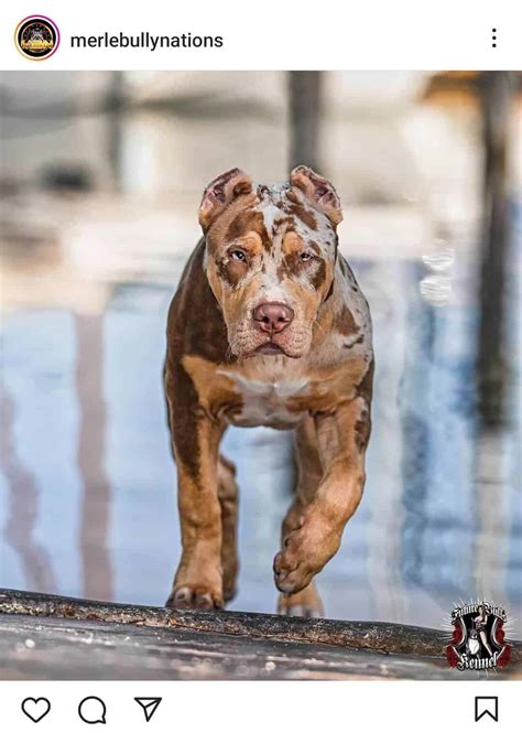 Merle Bully Basic Information Pitbulls Org