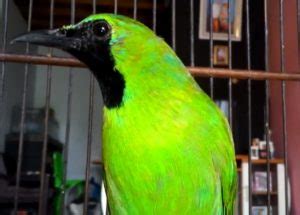 Harga Burung Cucak Ijo Semua Jenis Terbaru Update