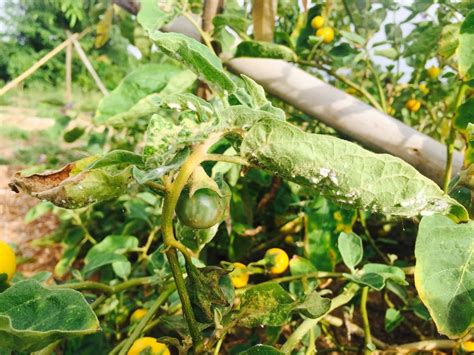 Eggplant Leaves Turning White Oh My Diagnosis And Control