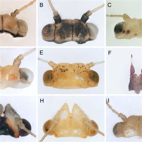 Overview Of Head Structures Of Psyllid Species In Luxembourg