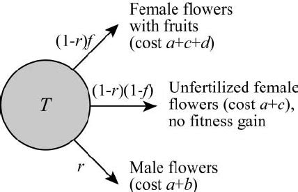 Sex Allocation In A Monoecious Plant The Evolutionary Problem For The Download Scientific