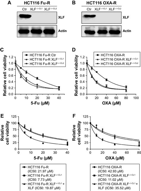 Xlf Deficiency Generates A Synergistic Effect With 5 Fu And Oxa Notes Download Scientific