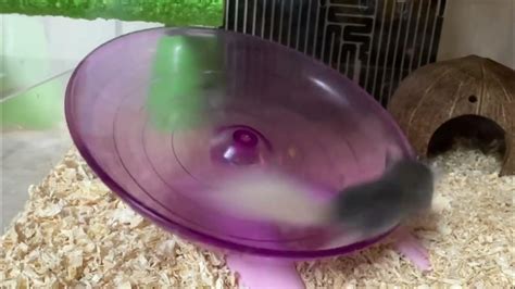 [3박tv] 피그미 다람쥐 쳇바퀴 파티 파티 Youtube