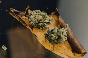 The Difference Between A Weed Joint Vs Blunt Pure Oasis