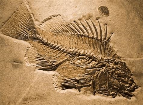 Types Of Fossils 2nd 5th Grade Quiz Wayground