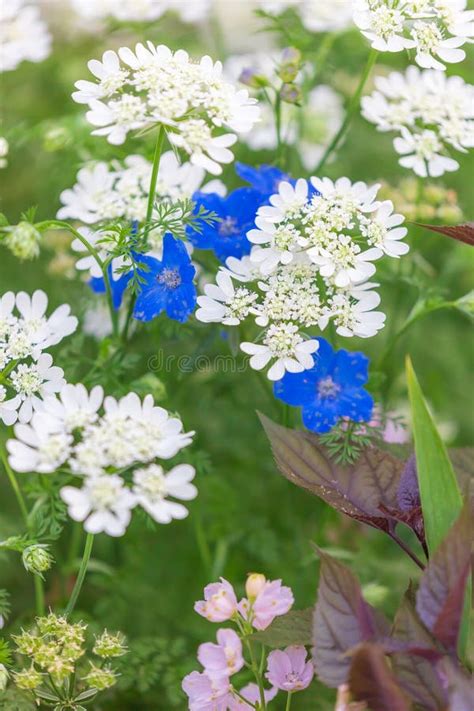 Minato No Mieru Oka Park Stock Image Image Of Flora 352257461