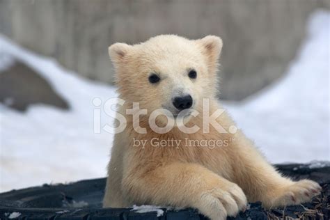 피곤된 타이어에 북극곰 아기의 초상화 스톡 사진 Freeimages