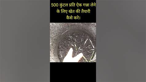 500 कुंटल प्रति एकड़ गन्ने के लिए खेत की तैयारी कैसे करे। Manojrajput