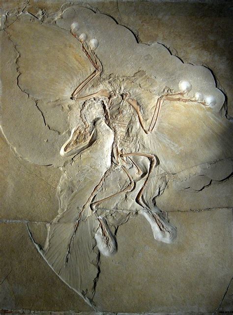 Genus Archaeopteryx A Brief Overview Of Its Significance