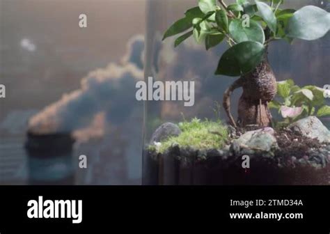 Components Of Ecosystem Stock Videos Footage HD And K Video Clips Alamy