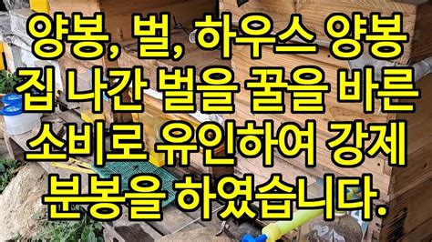 하우스 양봉 집 나간 벌 꿀 바른 소비로 유인하여 강제 분봉하였습니다 Youtube