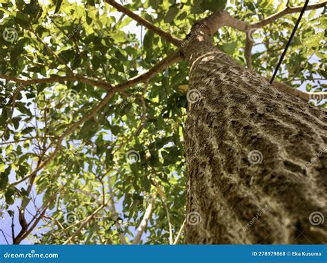 Tree From Below Stock Photo Image Of Beauty Nature 278979868