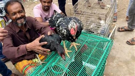 হাটে গিয়ে লিংকন কি কিনে নিয়ে আসলো সাভার হেমায়েতপুর পাখির হাট কেমন