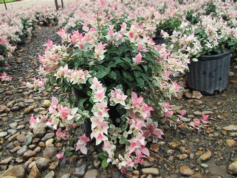 Snow N Summer® Asiatic Jasmine Gncgallery