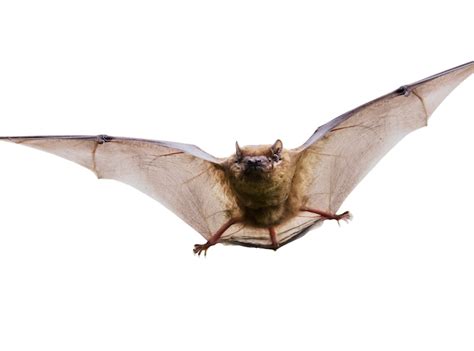 コウモリはなぜ飛べる？空を羽ばたく哺乳類の翼の構造とは Sumical