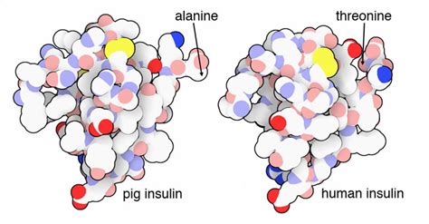Tertiary Structure Of Insulin