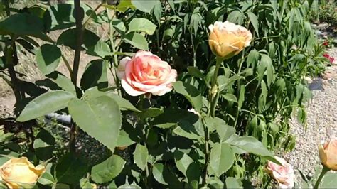 Роза Фантазия Мондиаль. Fantasia Mondiale rose. Подпеченная ярым ...