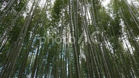 嵐山の竹林 No 26289477写真素材なら写真AC無料フリーダウンロードOK