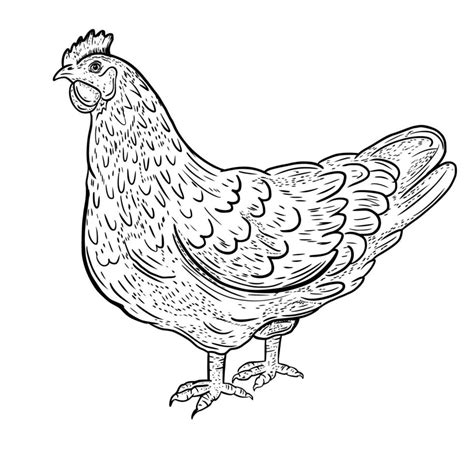 Chicken Drawing