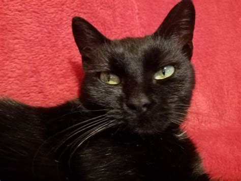 Сколько лет вашей кошке по человеческим меркам новости кошка кошки коты питомцы животные