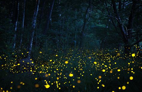 Fireflies Have Landed For Spring In The Nambucca Valley News Of The Area