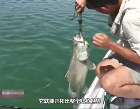 为什么美国人从不吃鲶鱼答案你万万想不到