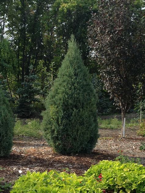 Medora Juniper 5 697413119766