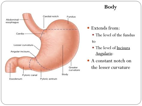 Practical 4 Functional Anatomy Of Esophagus And Stomach Ppt Download