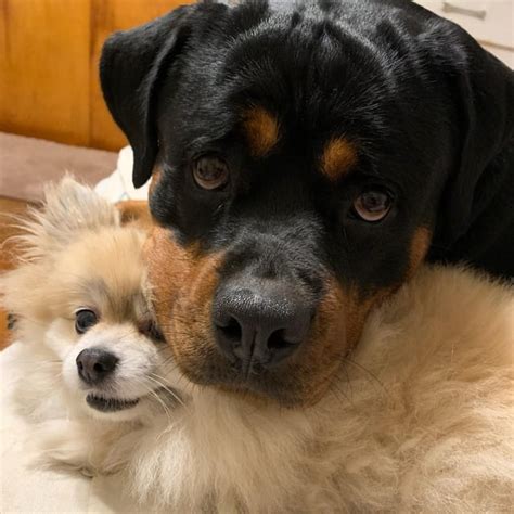 Pomeranian Rottweiler Mix Süße Reinrassige Pomeranian Zwergspitz