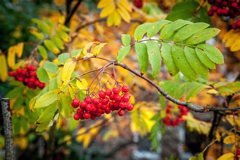 Free Images Tree Nature Branch Bokeh Bunch Fruit Berry