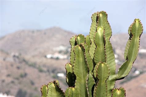 선인장 사막 스페인 멕시코 녹색 사진 배경 및 무료 다운로드를위한 그림 Pngtree
