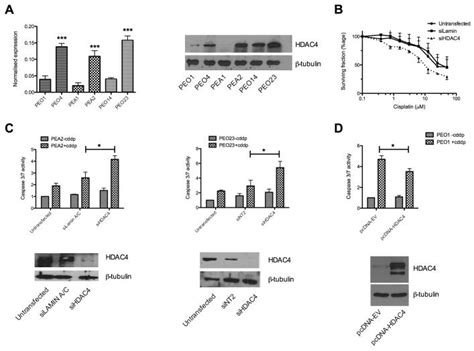 Hdac4 Regulated Stat1 Activation Mediates Platinum Resistance In