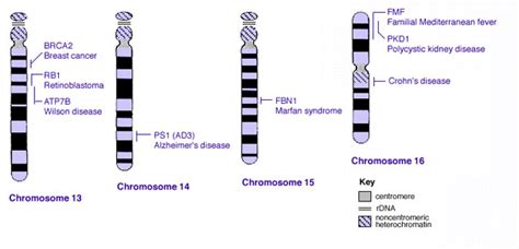 Filehuman Genetics Chromosomes 13 16 Embryology