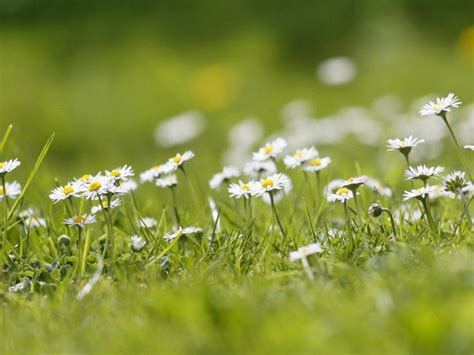 ทุ่งดอกไม้สีขาว รูปภาพดอกไม้สวยๆ