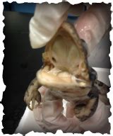 Experiment FROG Dissection 101