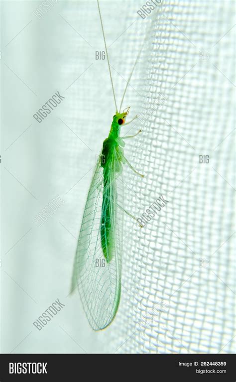 Bright Green Bug With Wings