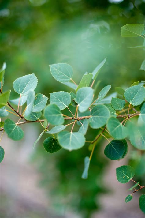 Aspen Harvested Quaking For Sale In Boulder Colorado