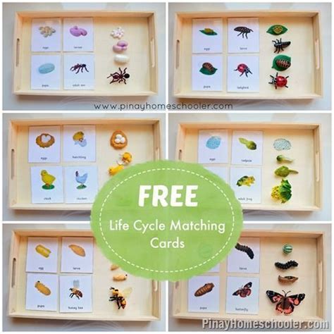 Free Life Cycle Matching Cards Sequencing Activities Science