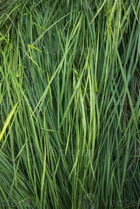 Vertical View Of Green Long Grass Abstract Pattern Texture Can Be Used
