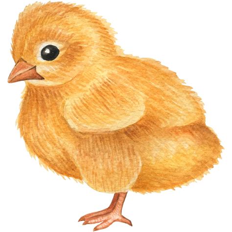 병아리 디지털 클립 아트의 수채화 그림 프리미엄 벡터