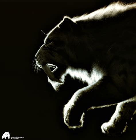 Felidae By Am Smilodon Populator Daz 3d