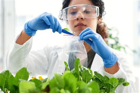 Science Plant Sample And Woman In Lab For Research Biology And