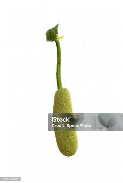 Fotografi Tanaman Dengan Batang Panjang Dan Batang Hijau Ada Tanaman Yang Tumbuh Dari Sepotong