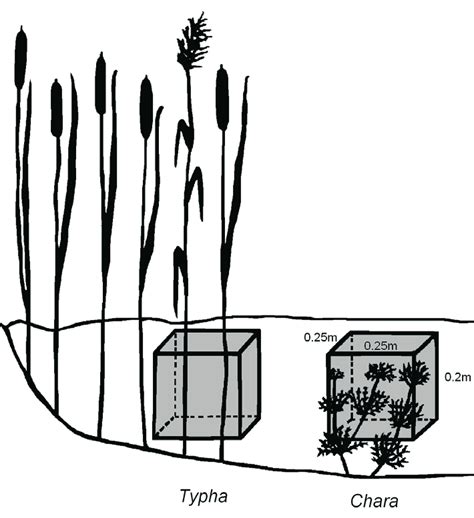 The Sampling Area Of Periphytic Communities For Epiphytic Algae And