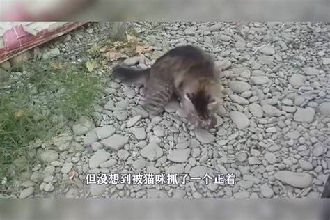 黄鼠狼一口“咬住猫脖子”，下一秒悔不当初，黄鼠狼：草率了 黄鼠狼 脖子