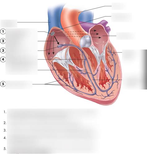 Conduction System Diagram Quizlet