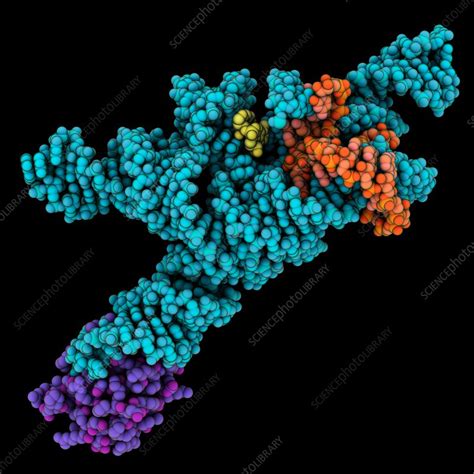 Self Splicing Group I Intron Complex Stock Image C035 8202