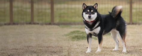 Cute Shiba Inu Mixed With Husky L2sanpiero